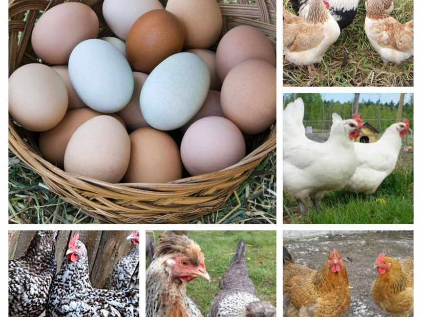 Инкубационные яйца породных кур