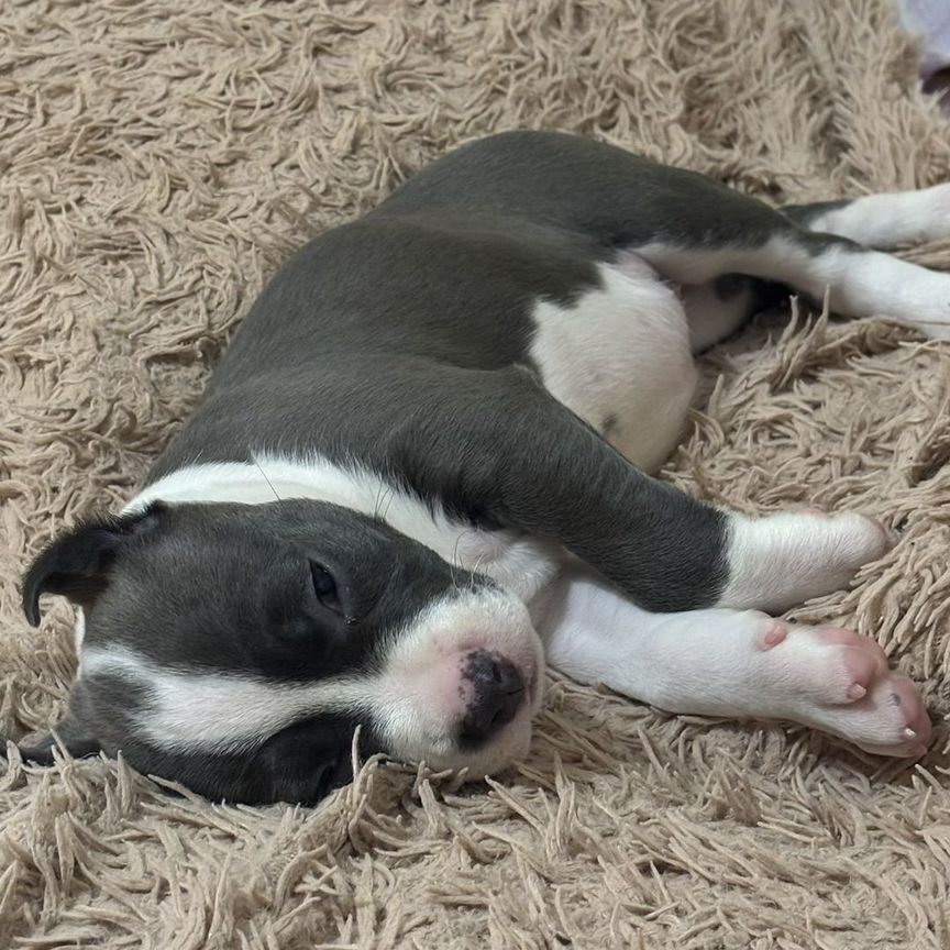 Американский стаффордширский терьер, щенок