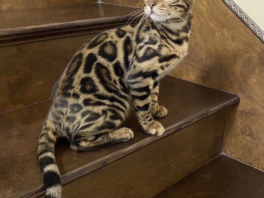 Бенгальские котята