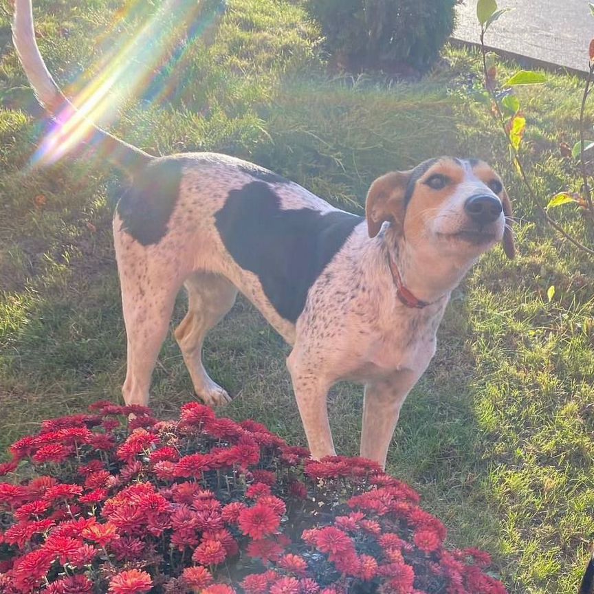 Роскошная девочка очень красивого окраса. Добрая и