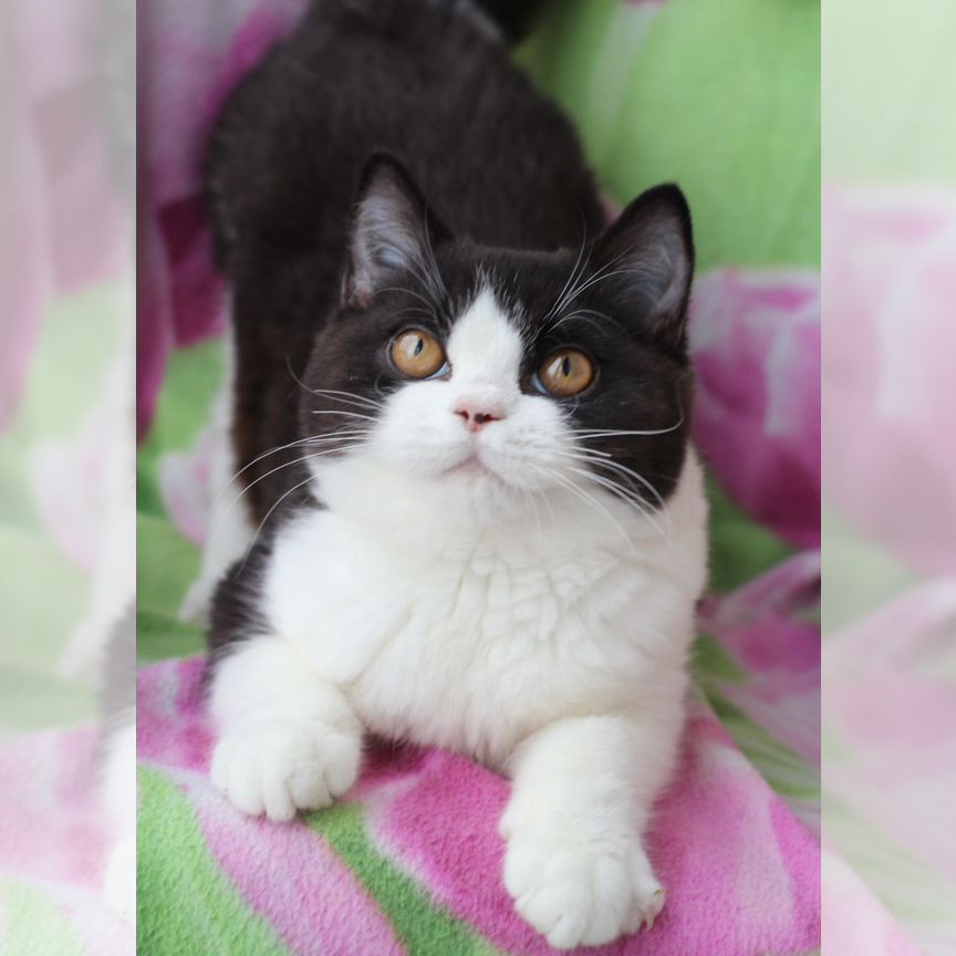 Британский короткошёрстный котёнок