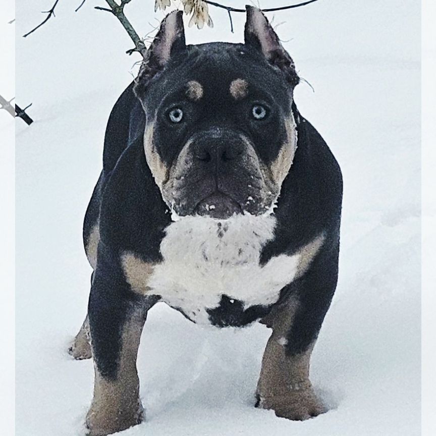 Американский булли, щенок