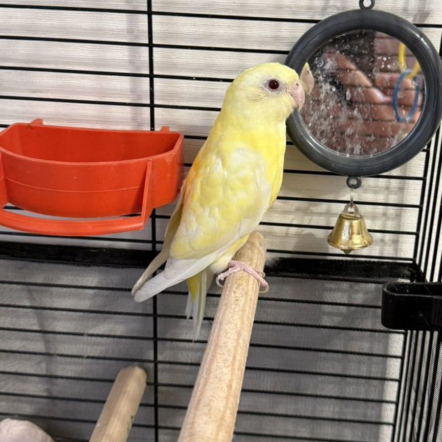 Попугай Певчий