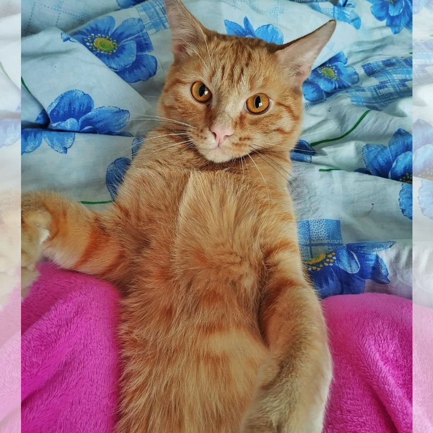 Взрослый кот в добрые руки