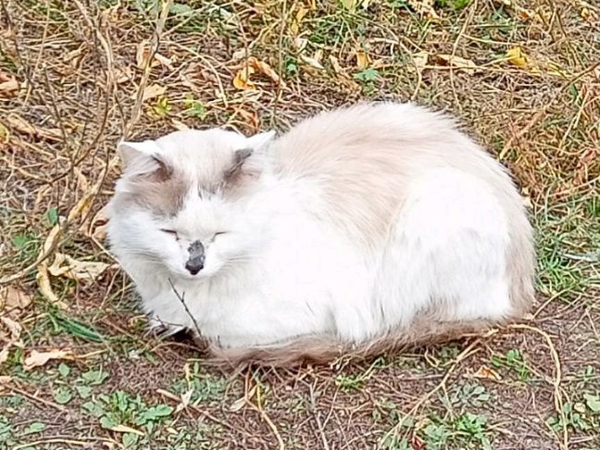 Молодой мега ласковый котик