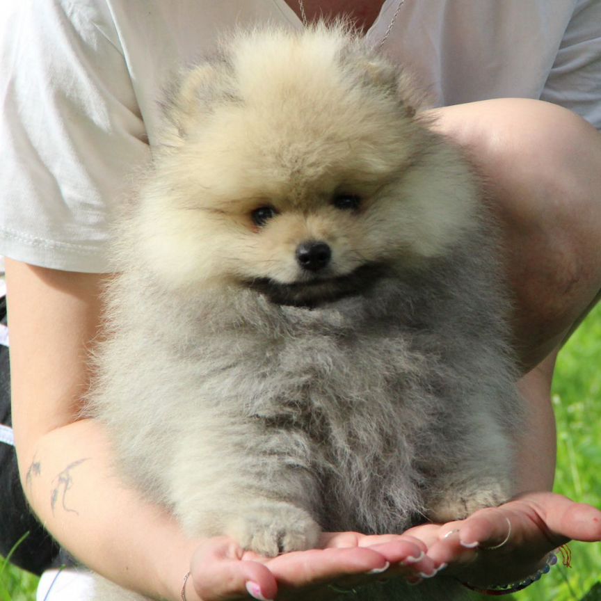 Немецкий шпиц, щенок