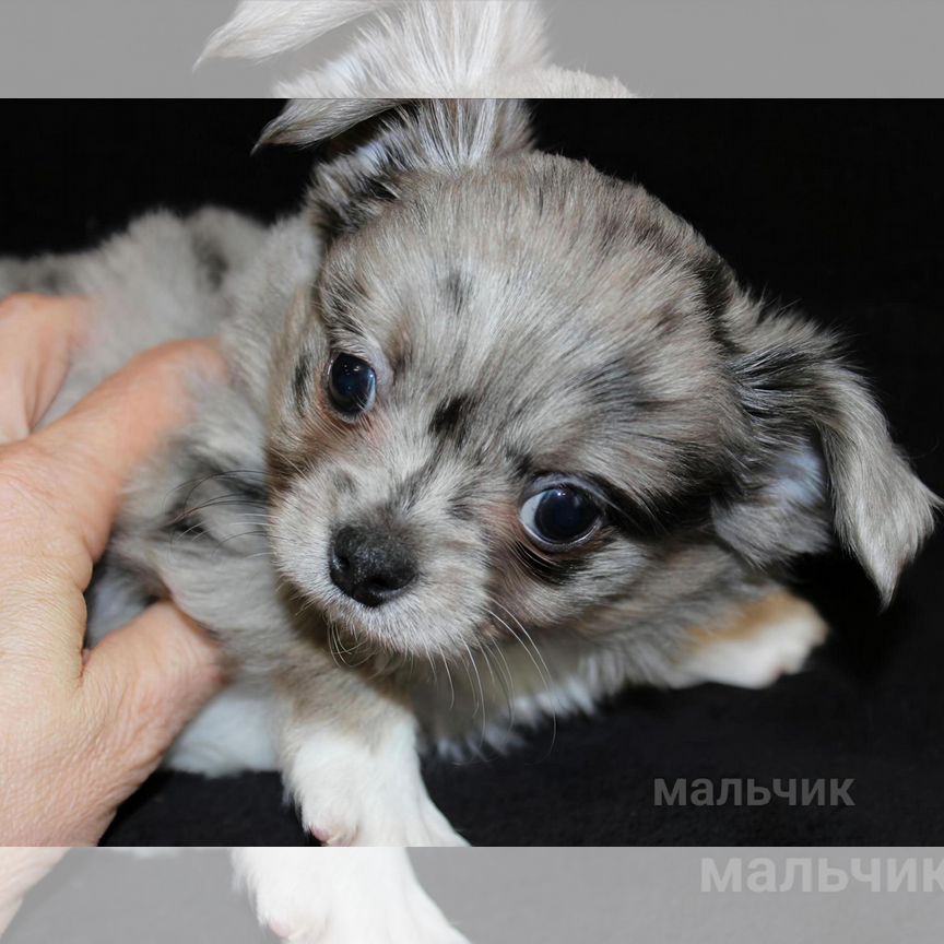 Щенки чихуахуа с документами