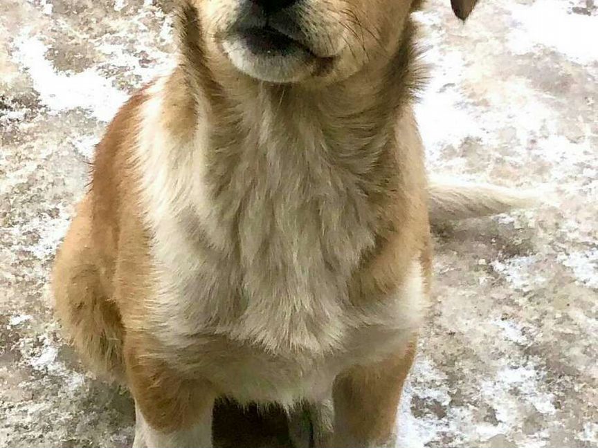 Собака