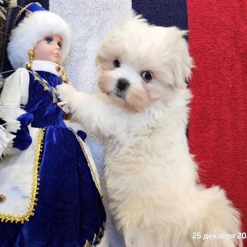 Мальтипу, щенок