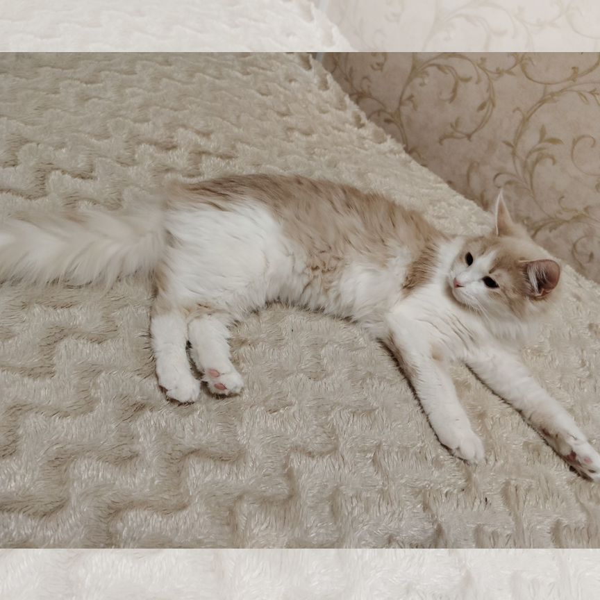 Кошечка