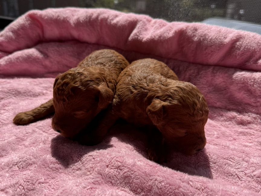 Той-пудель девочки редбраун РКФ