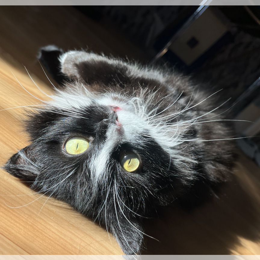 Взрослая, кошка в добрые руки