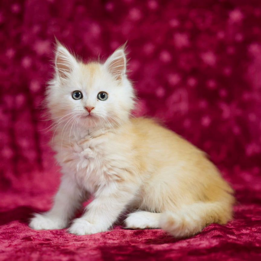Котята мейн куны продажа