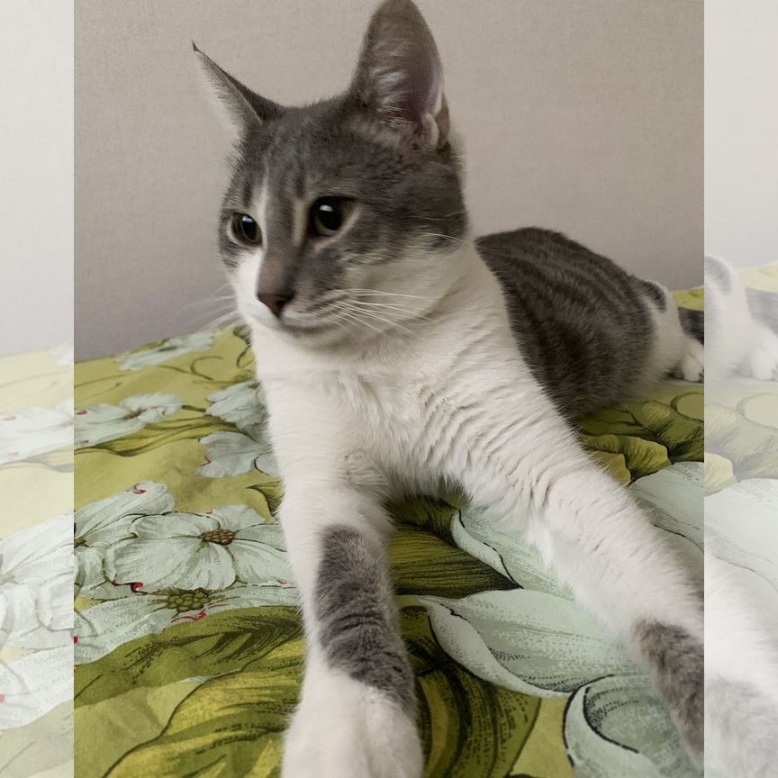Отдам кота в добрые руки