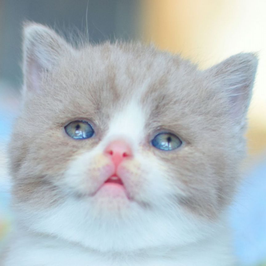 Британский короткошёрстный котёнок