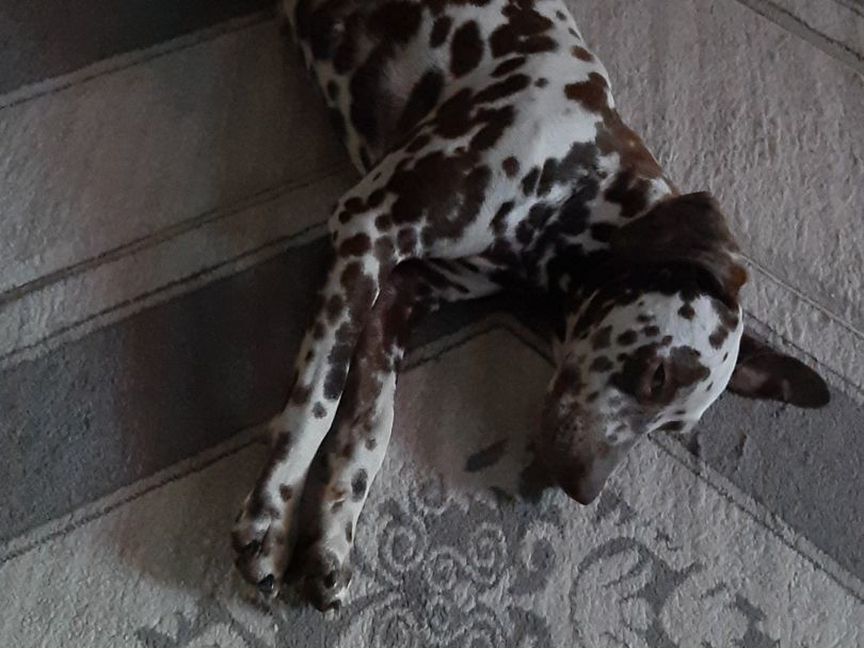 Долматинка в добрые руки