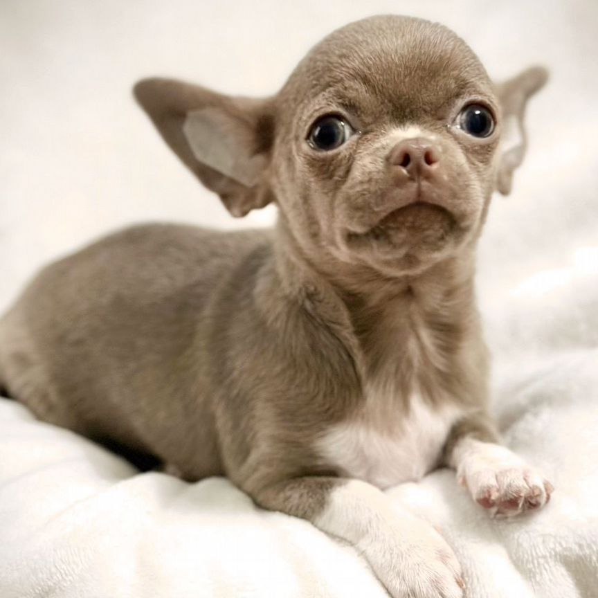 Щенок чихуахуа лиловый