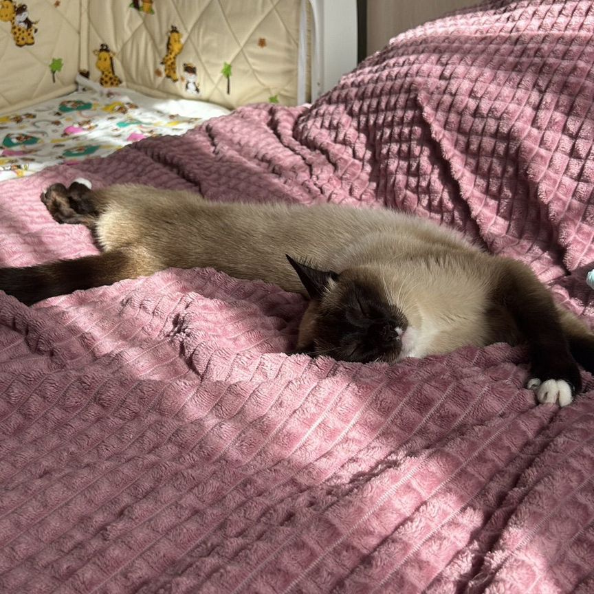 Сиамский котик