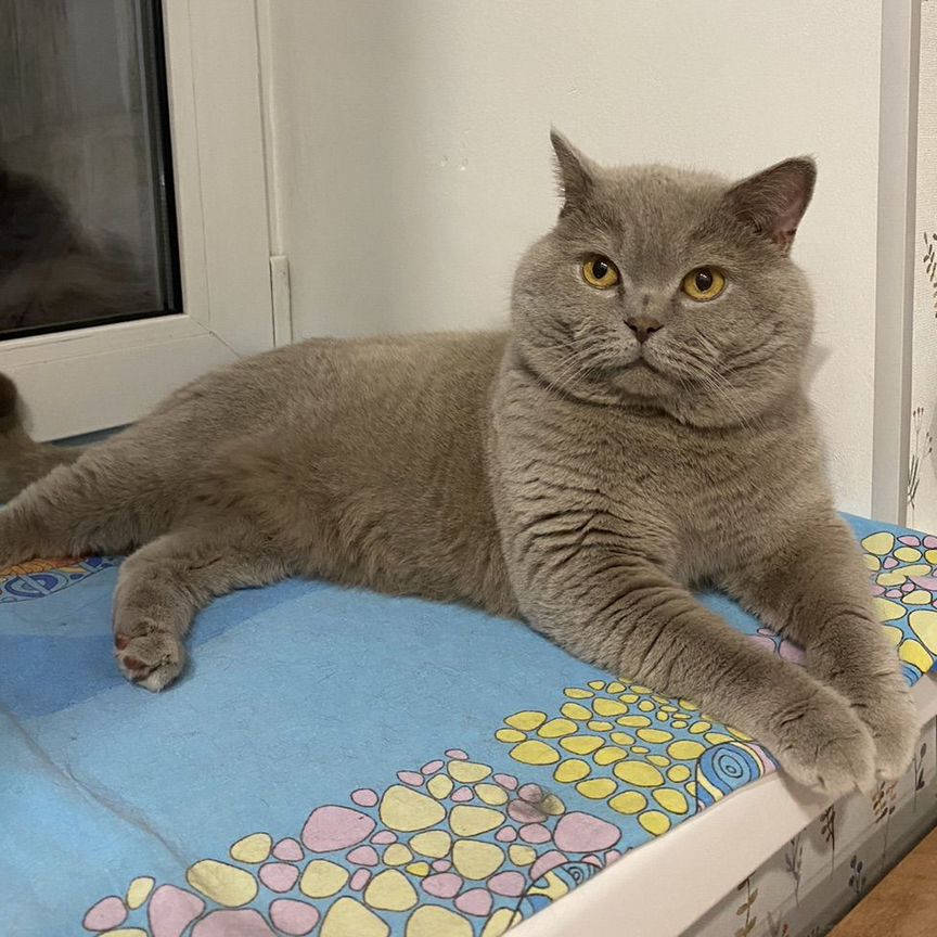 Британский короткошёрстный кот, взрослый