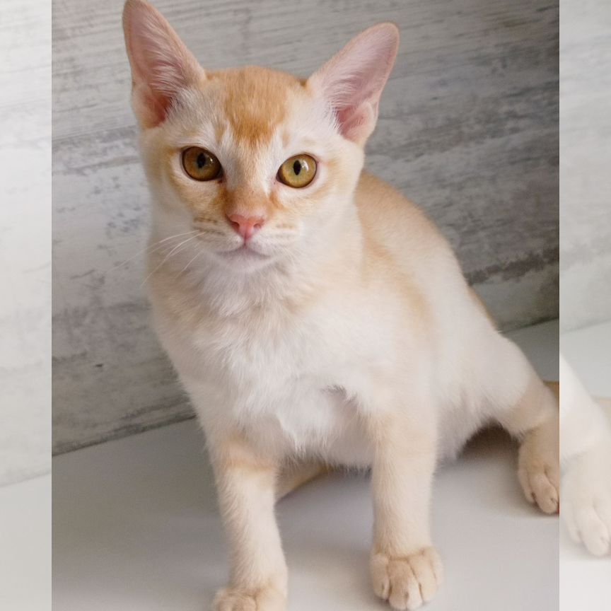 Бурма красный кот