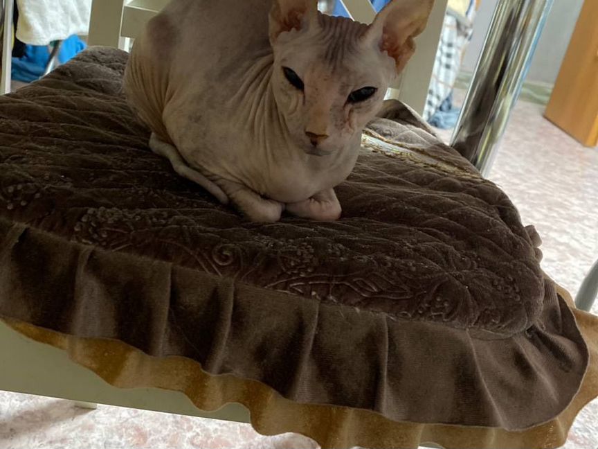 Канадский сфинкс котенок девочка