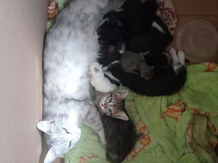 Четыре котенка в добрые руки Елань