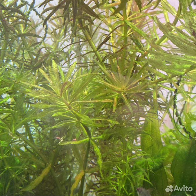 Лимнофила ароматика