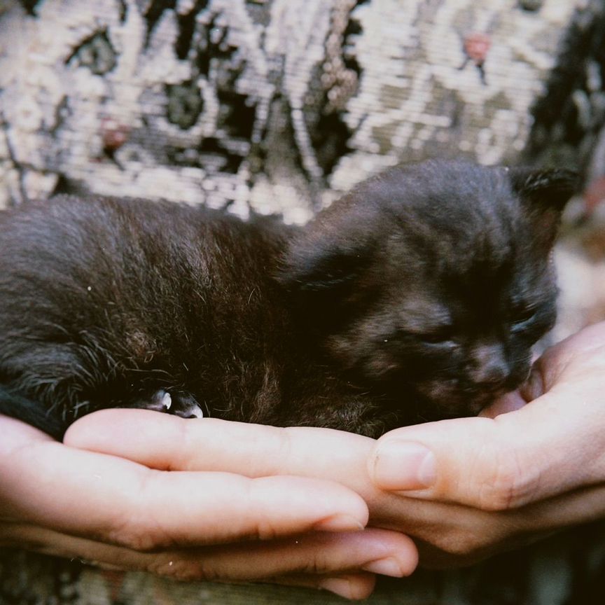 Котёнок в добрые руки