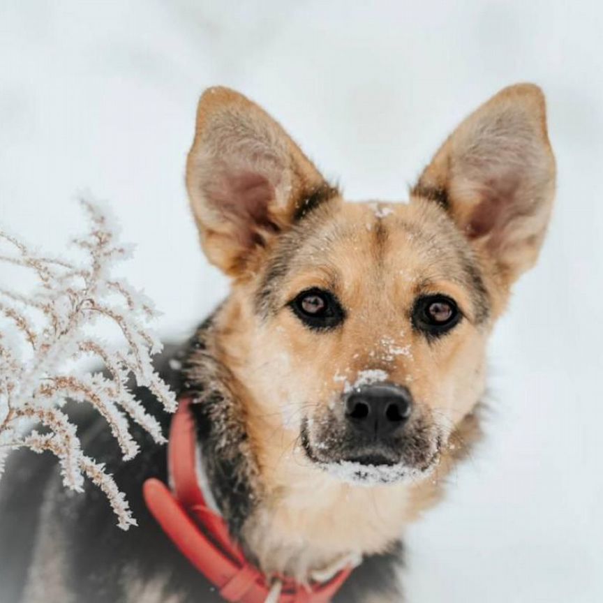 Яра - идеальная собака