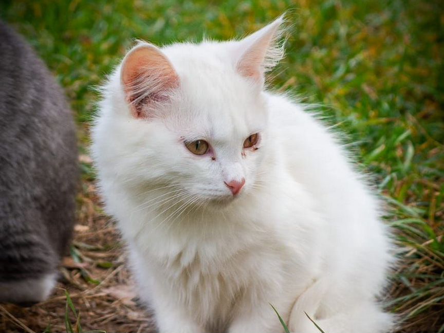 Котенок мальчик в добрые руки бесплатно