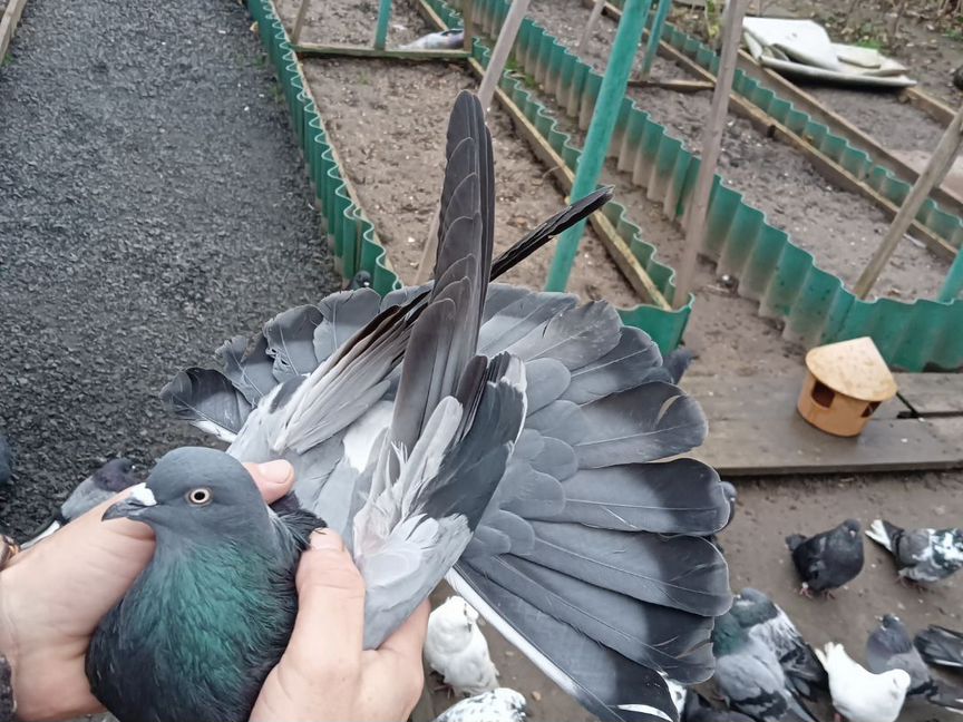 Продам сизых сплошных торцовых голубей