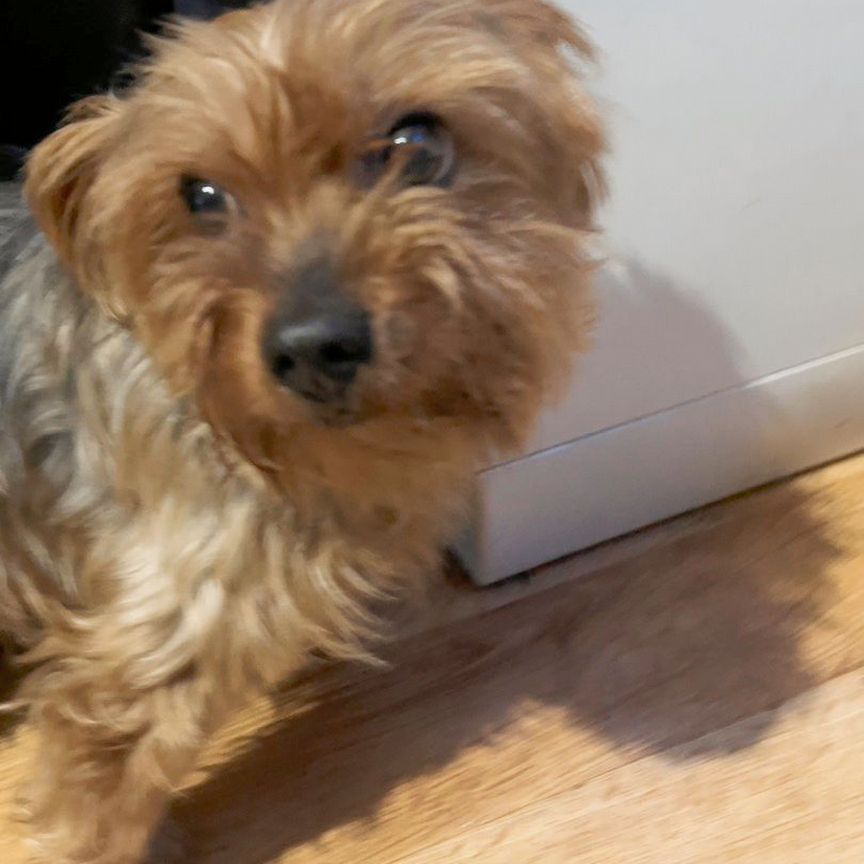 Йоркширский терьер