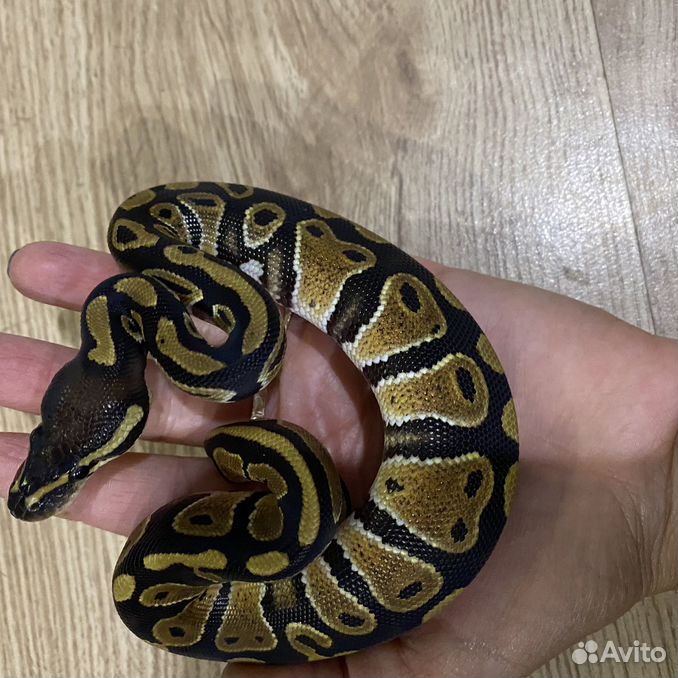 Королевская змея ищет новый дом