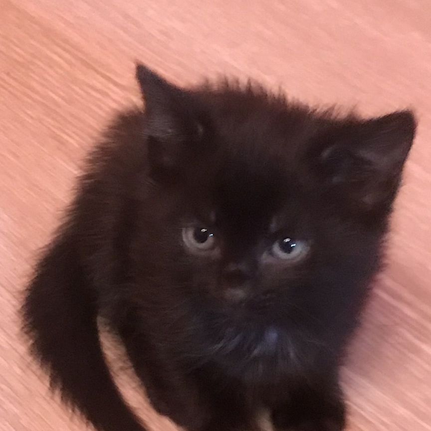 Котёнок в добрые руки
