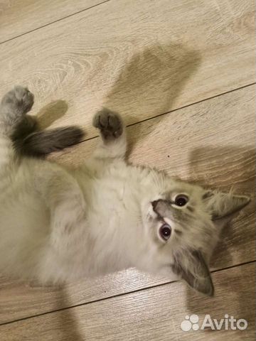 Кошка