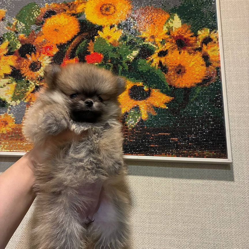 Щенок в добрые руки