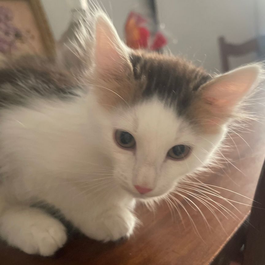 Ориентальный котёнок