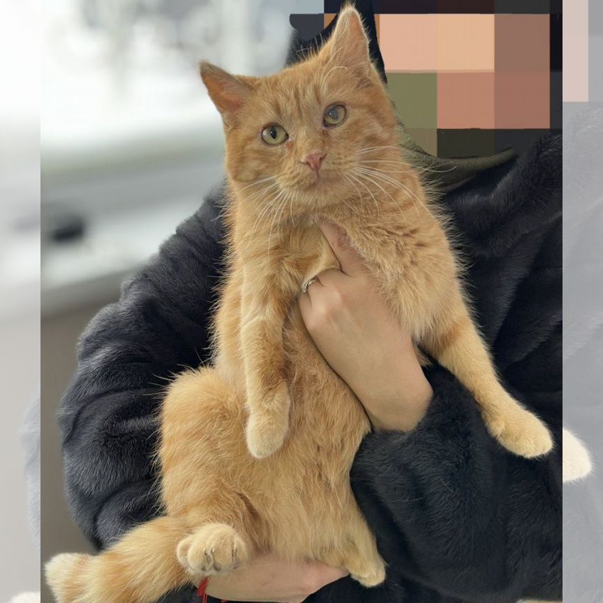 Взрослая, Девочка кошка в добрые руки