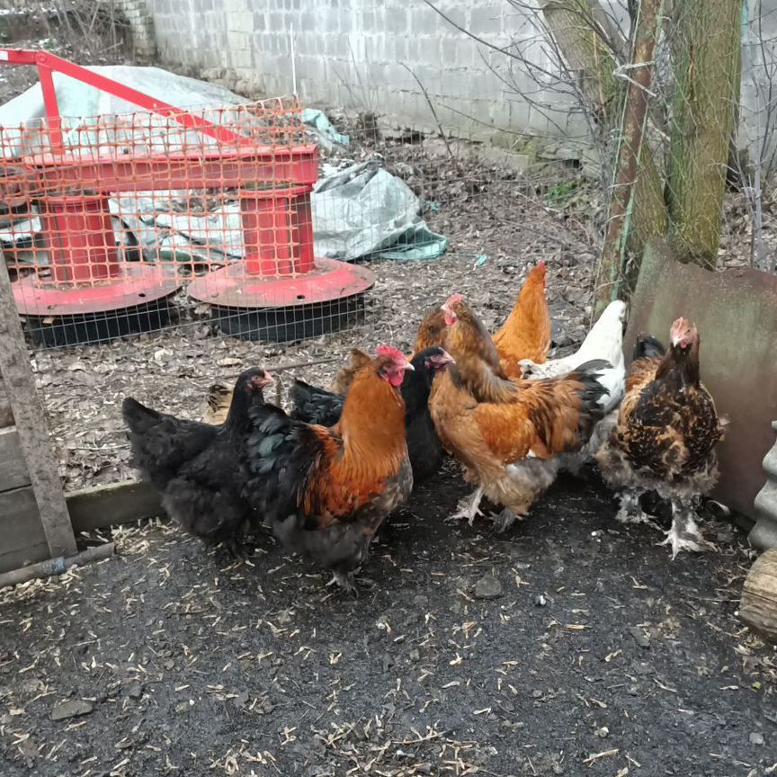 Петух кохинхин