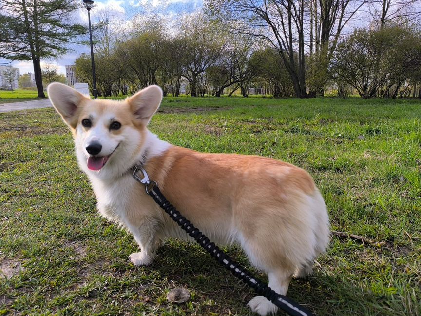 Вельш-корги пемброк девочка