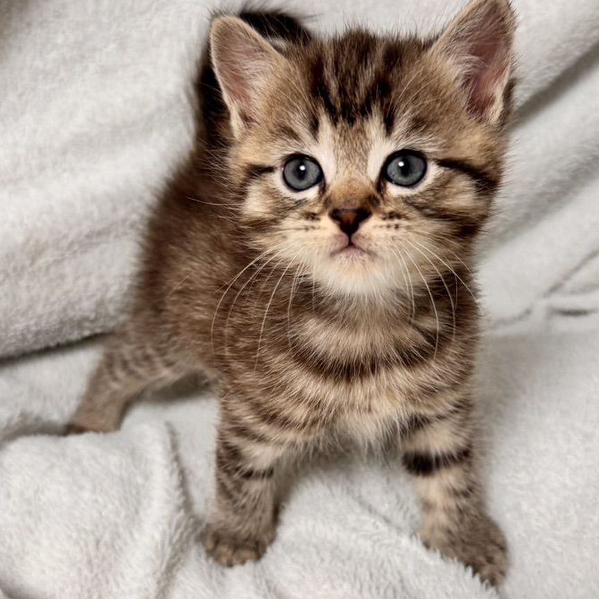 Шотландский прямоухий короткошёрстный котёнок