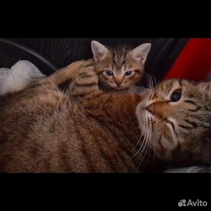 Бездомная кошка хочет быть домашней