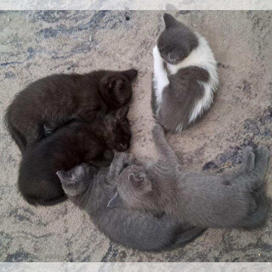 Котёнок в добрые руки