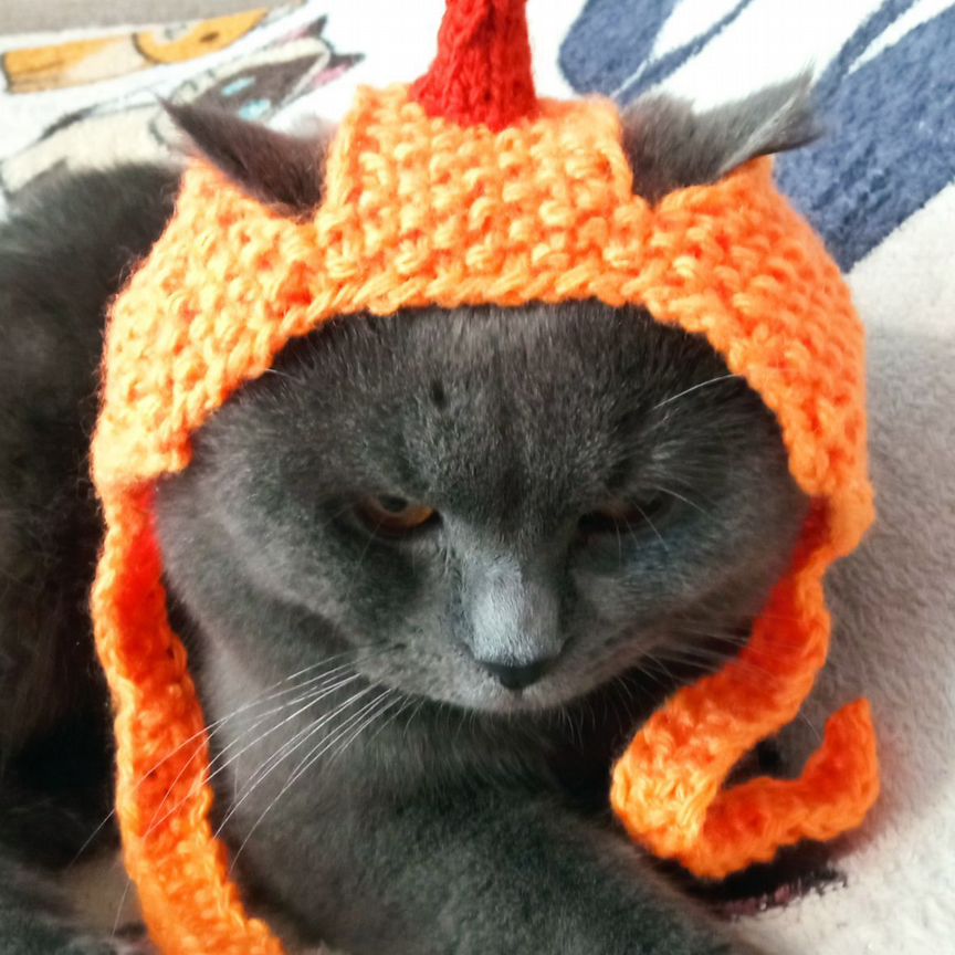 Набор для котика