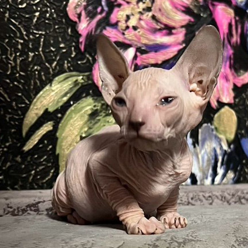 Канадский сфинкс котёнок