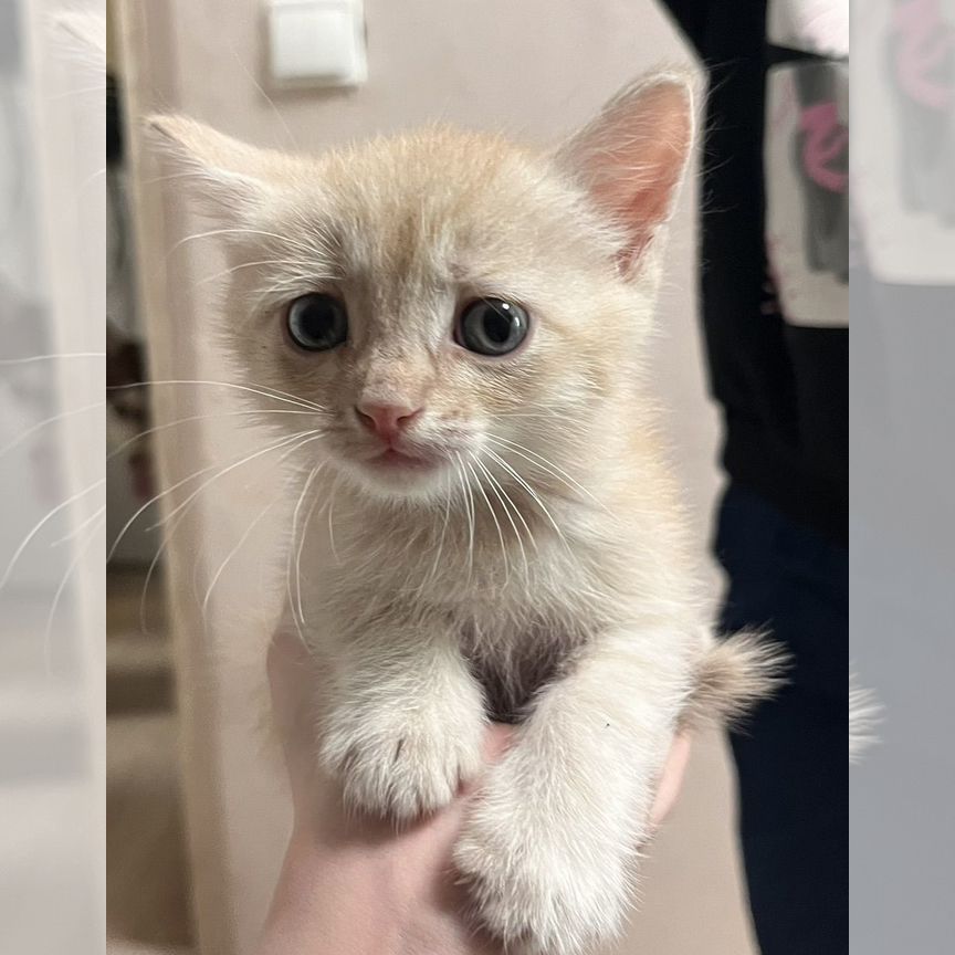 Котенок персиковый мальчик