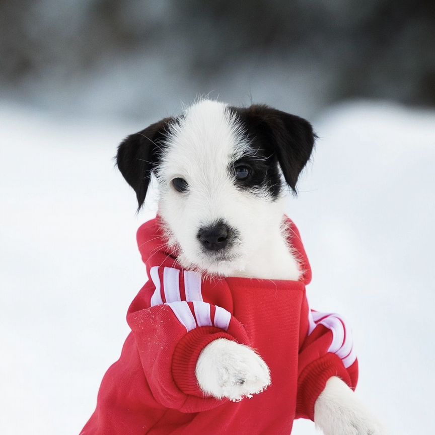 Щенок джек рассел терьер