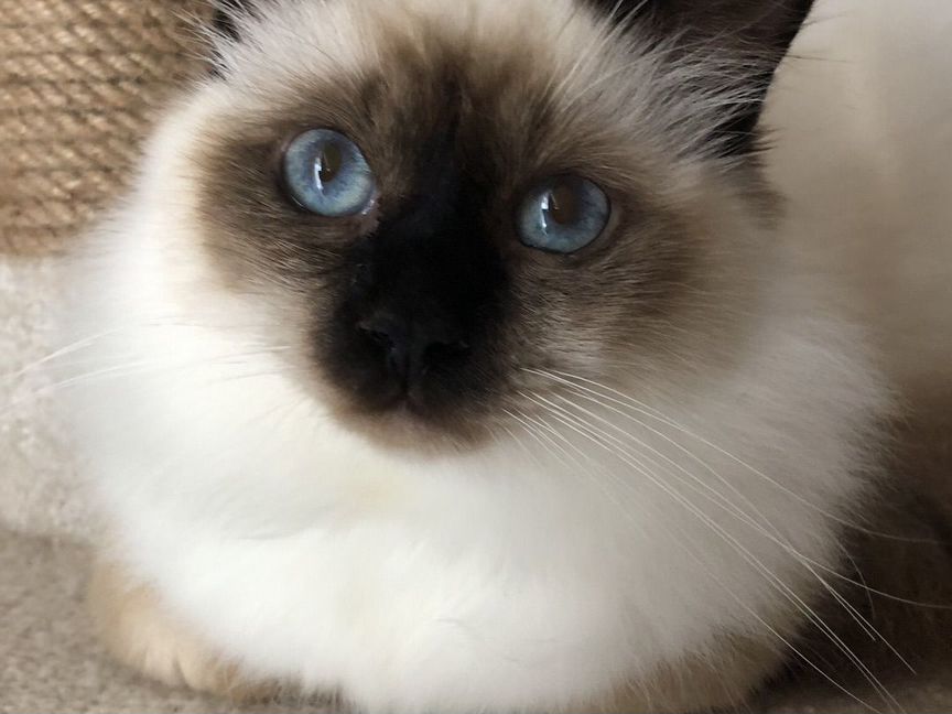 Кот священная бирма