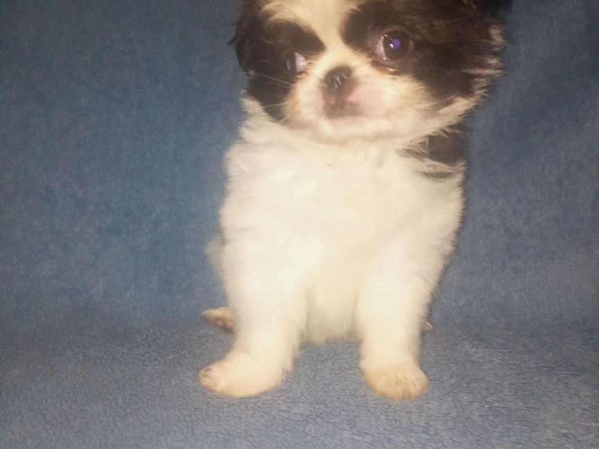 Японский хин