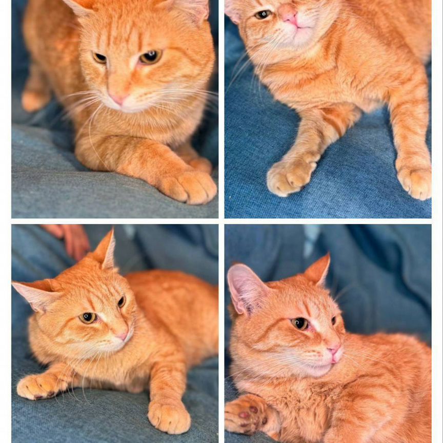 Котик в добрые руки